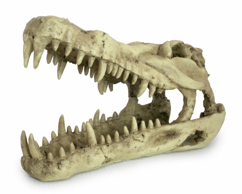 Deco Skull Crocodile - Innredning & dekor - Zoo-1 Norge AS