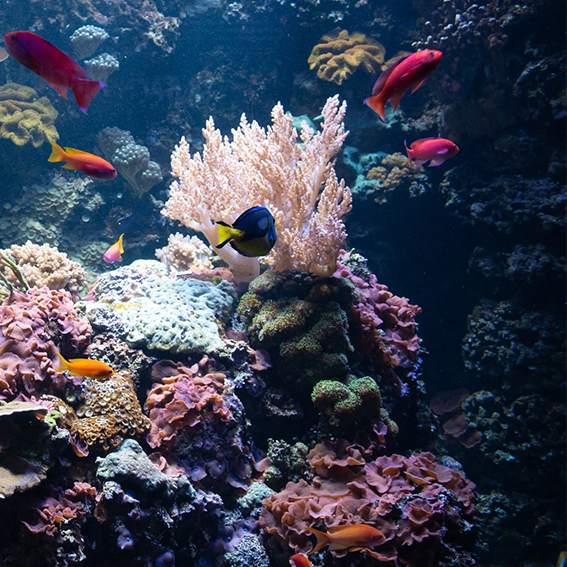 Korallsand & Dekor - Zoo-1 Norge AS